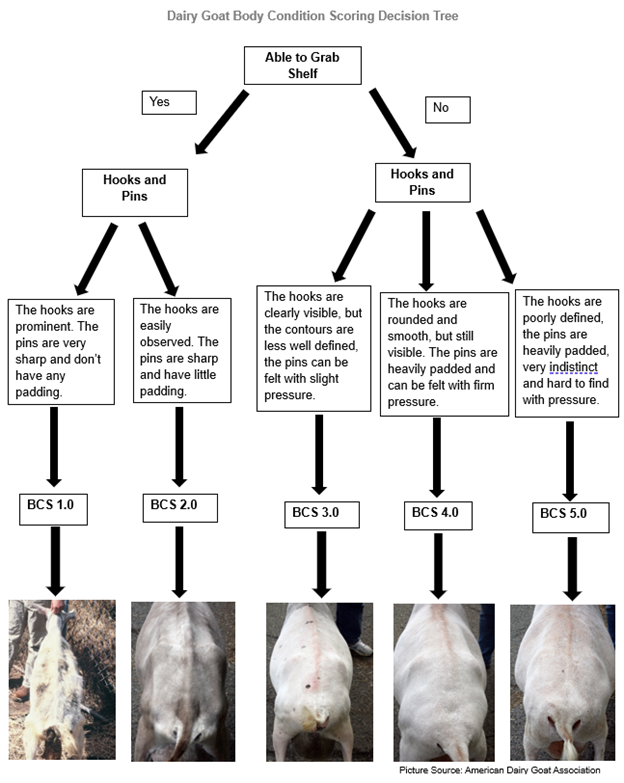 Body Condition Scoring (BCS) Study - Sheep and Goat Production